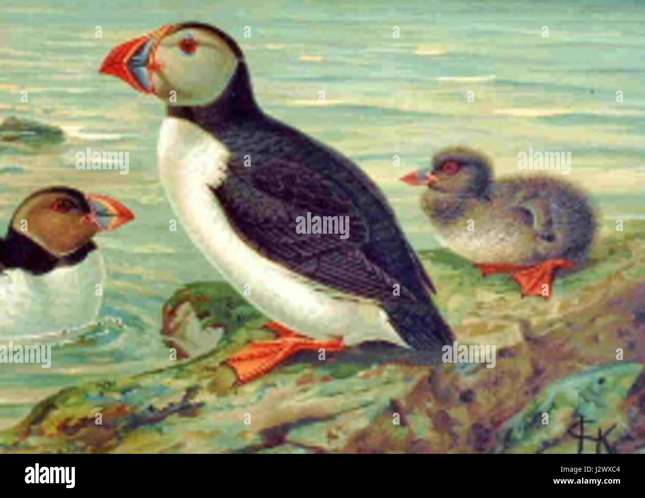 Puffin beak found hi-res stock photography and images - Alamy