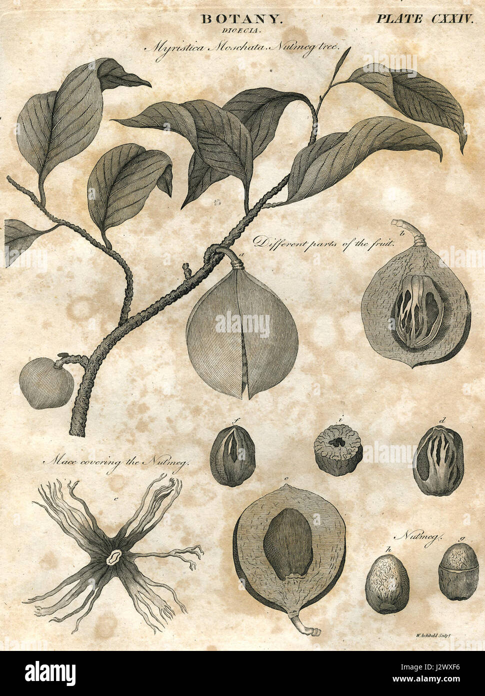 Botany plate 124 britannica 5th edition 1817 engraved by William Miller ...