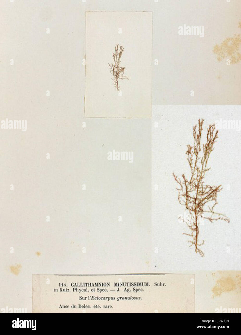 Minutissimum hi-res stock photography and images - Alamy