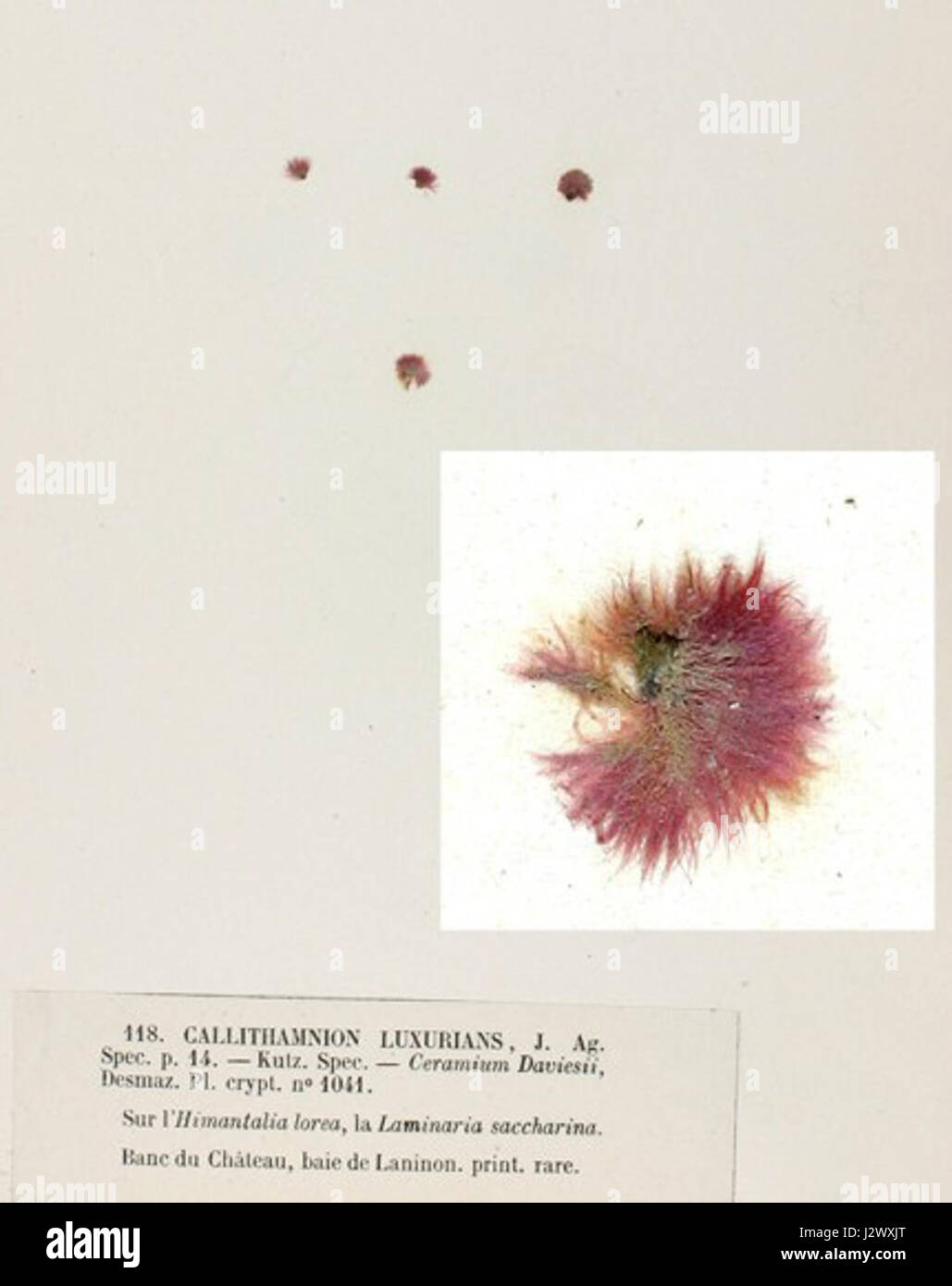 Acrochaetium virgatulum is a species of red algae, identified in ...