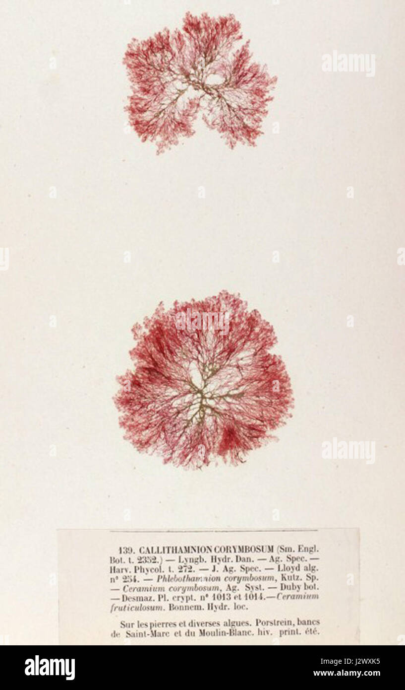 Callithamnion corymbosum hi-res stock photography and images - Alamy