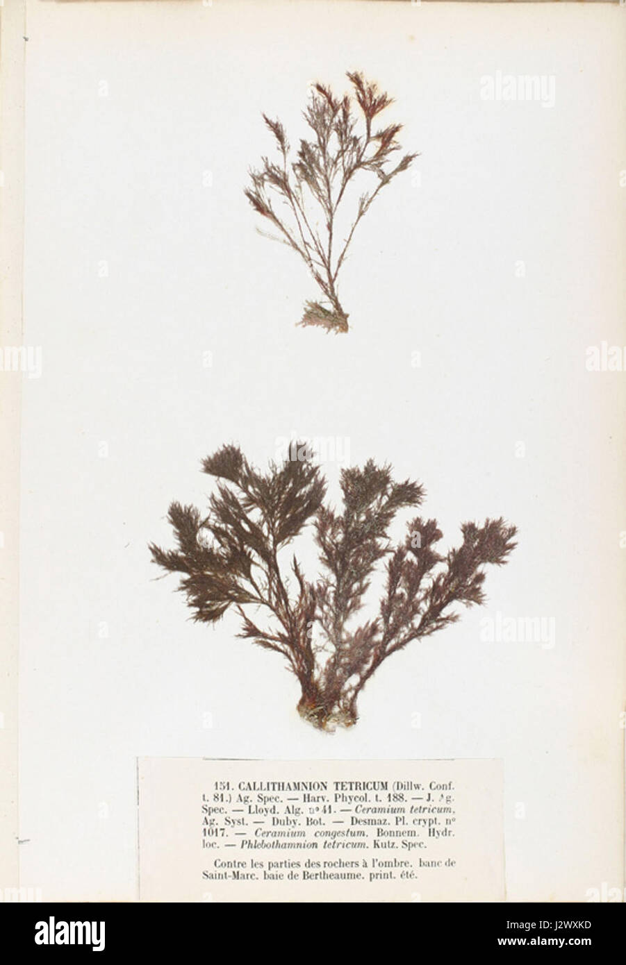 Phylum taxonomy hi-res stock photography and images - Alamy