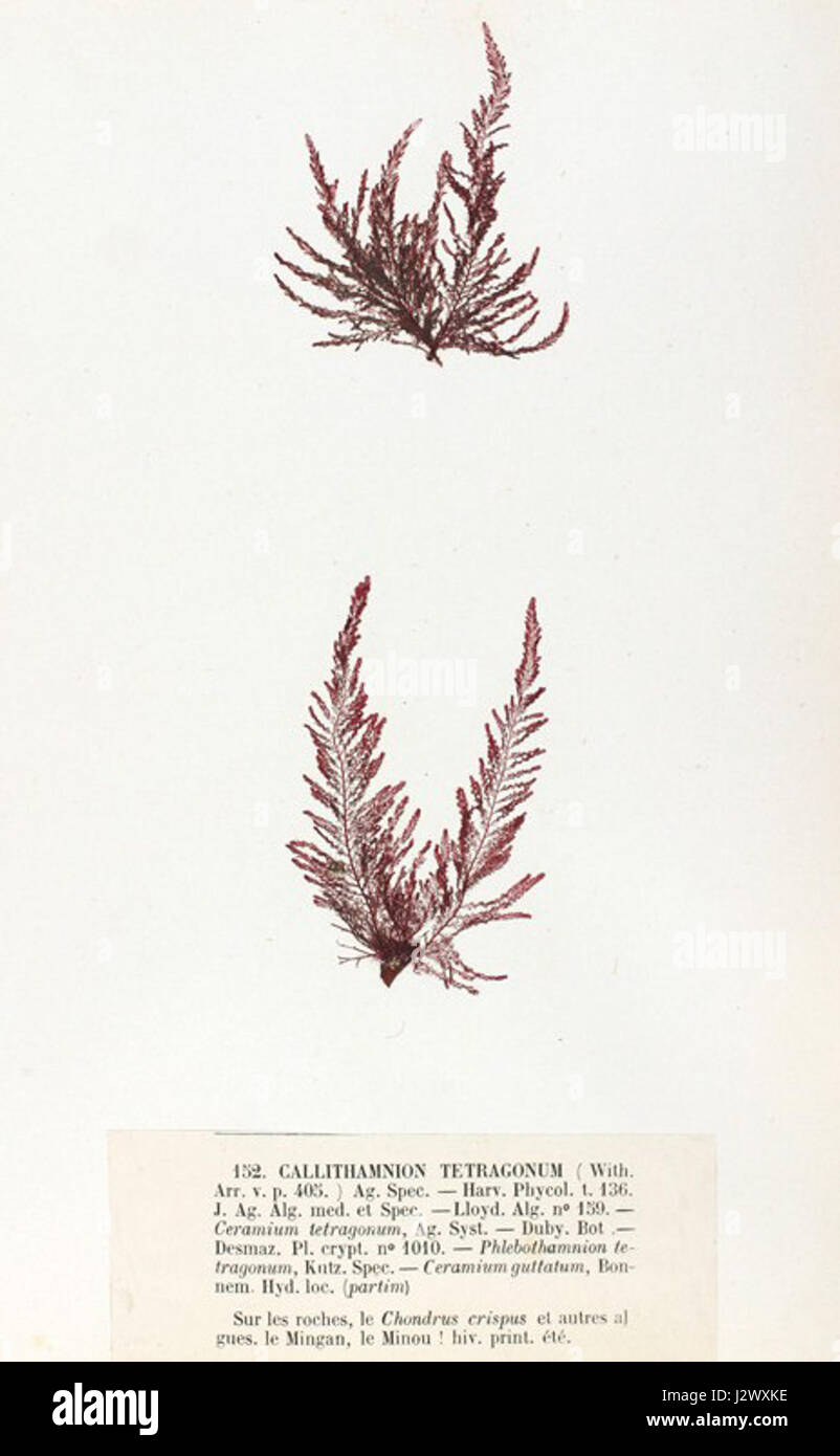 Callithamnion tetragonum Crouan Stock Photo - Alamy