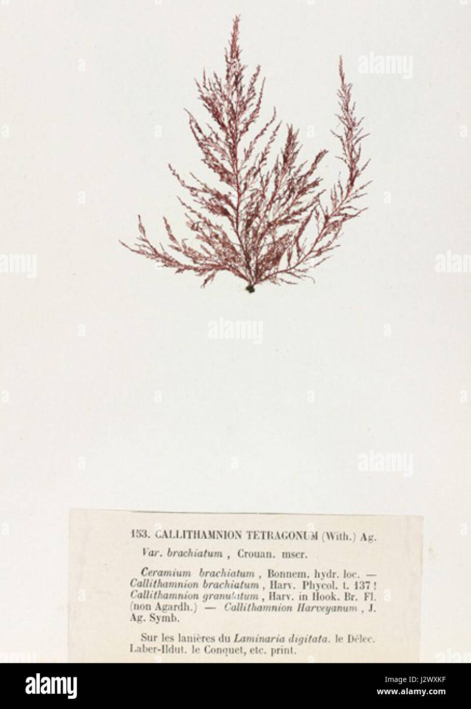 Callithamnion tetragonum is a species of red algae, studied for its ...