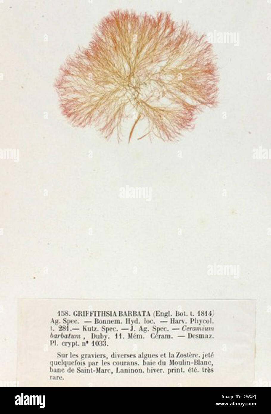 Anomodontaceae hi-res stock photography and images - Alamy