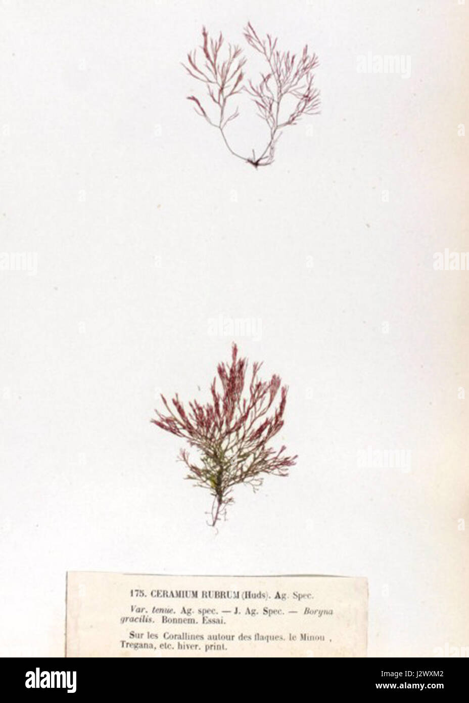 Ceramium virgatum, a species of red algae, is documented in this ...
