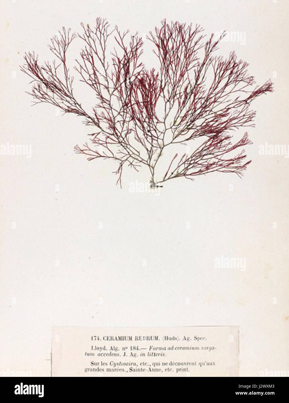 Branching red algae hi-res stock photography and images - Alamy