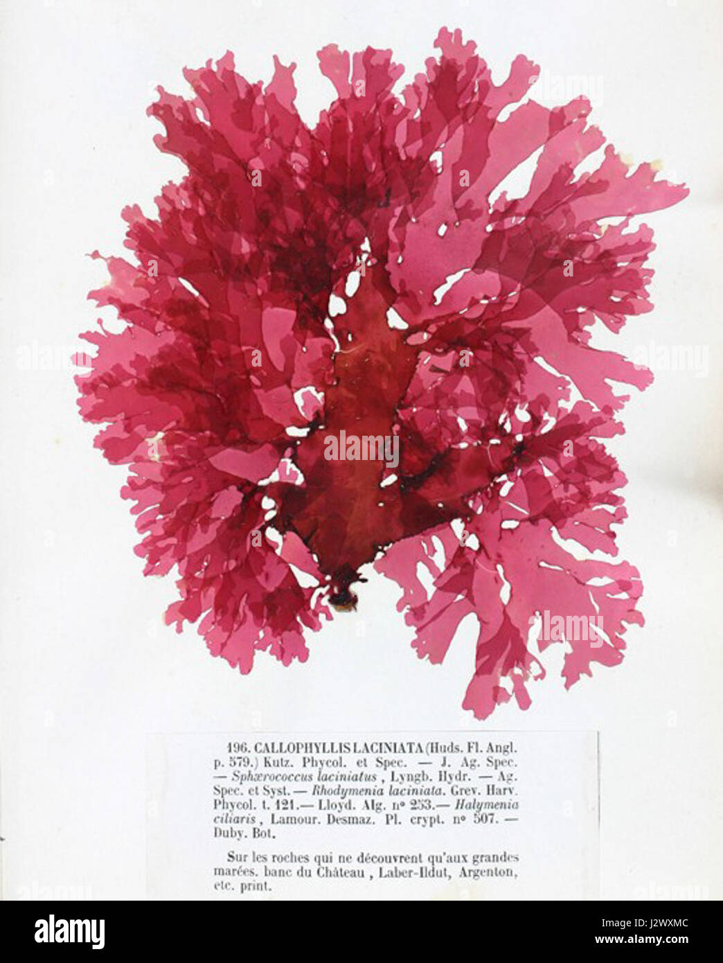 Callophyllis laciniata 1 Crouan Stock Photo - Alamy