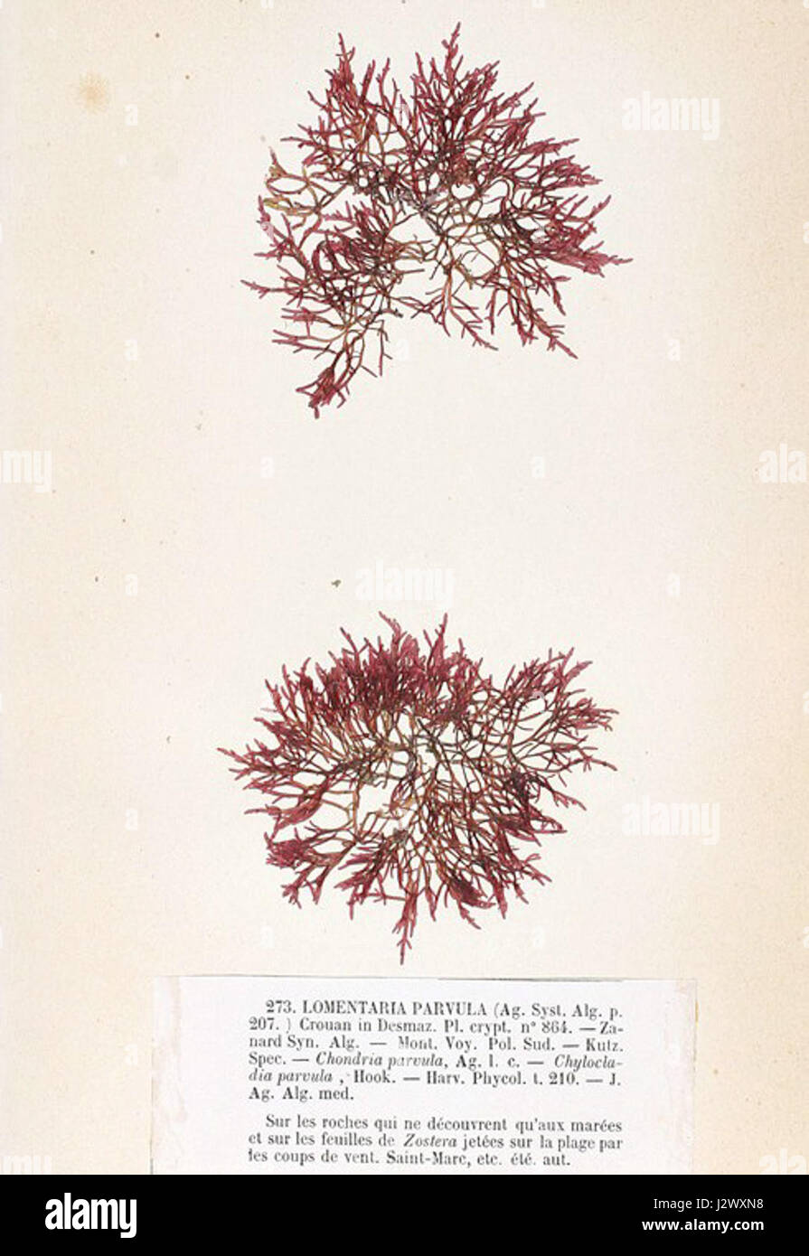 Champia parvula Crouan Stock Photo - Alamy