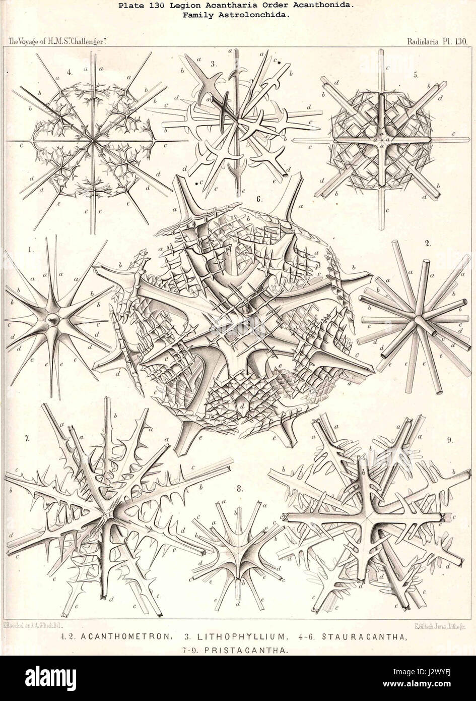 Acantharia refers to a group of single-celled marine organisms known ...