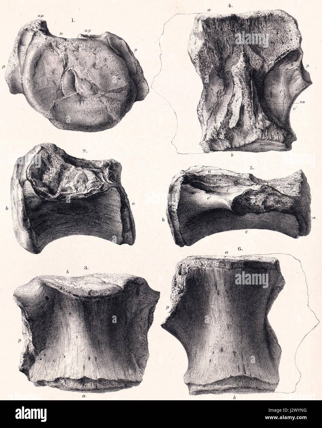 Bothriospondylus hi-res stock photography and images - Alamy