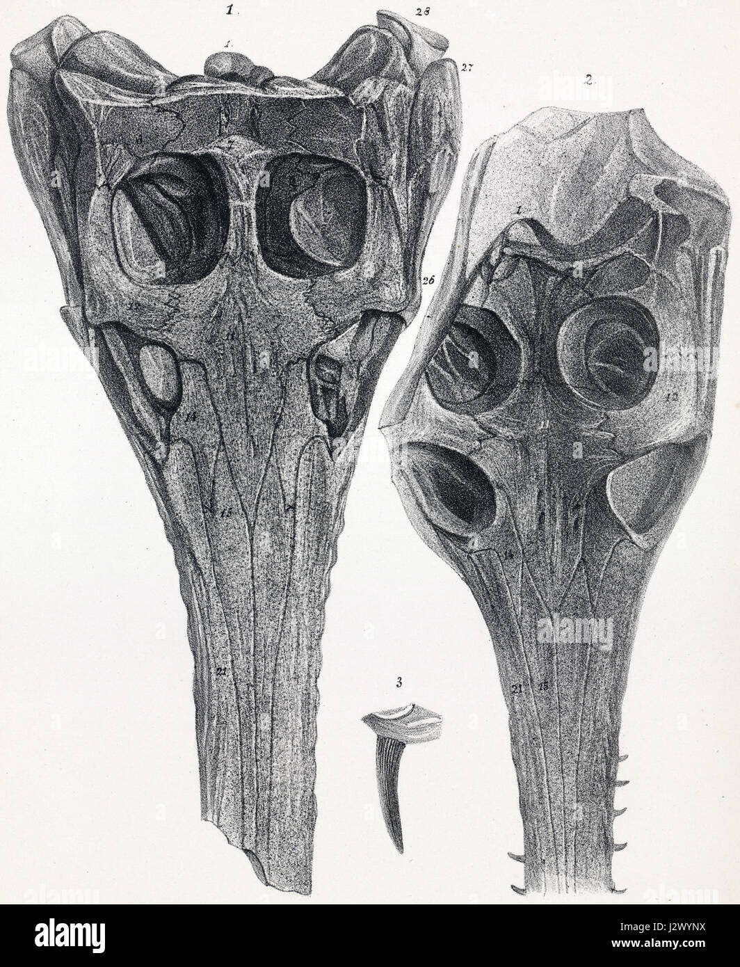 Late mesozoic era hi-res stock photography and images - Alamy
