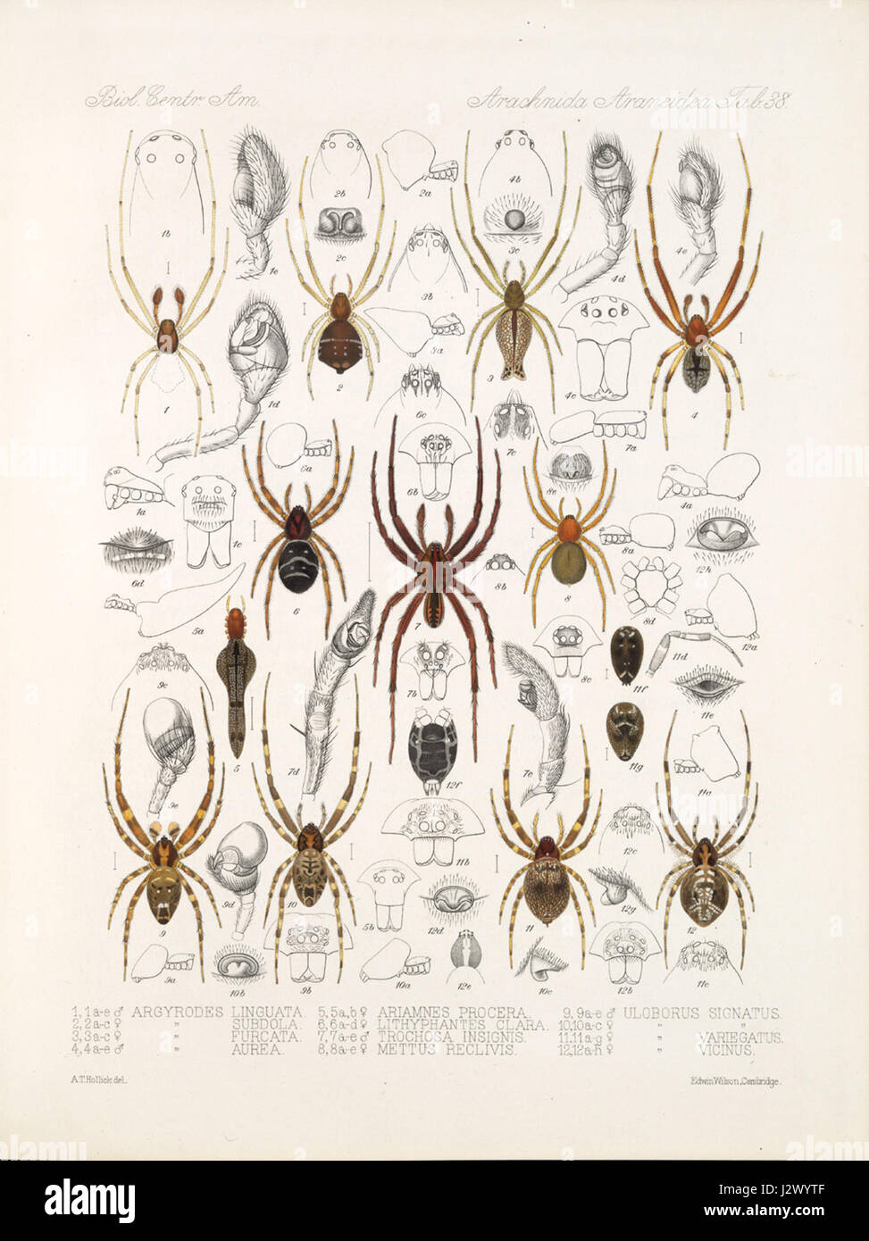 This table from *Arachnida Araneidea Vol 1* provides detailed ...