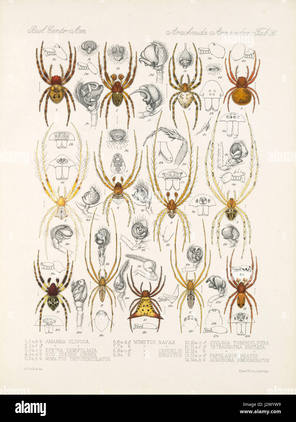 This is an illustration from 'Arachnida Araneidea Vol 1', Table 36 ...