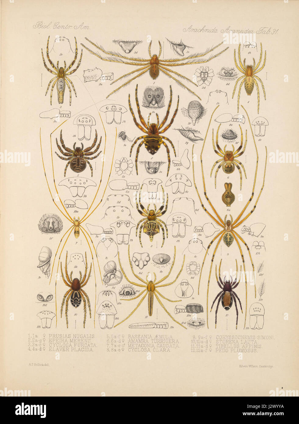 Arachnida Araneidea Vol 1 Table 3 is a detailed table from a scientific ...