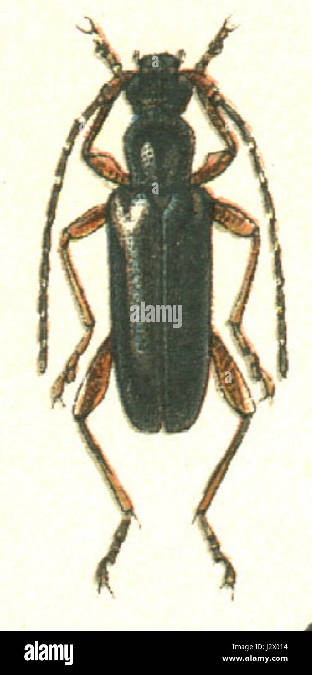 Alosterna ingrica is a species of beetle in the family Cerambycidae ...