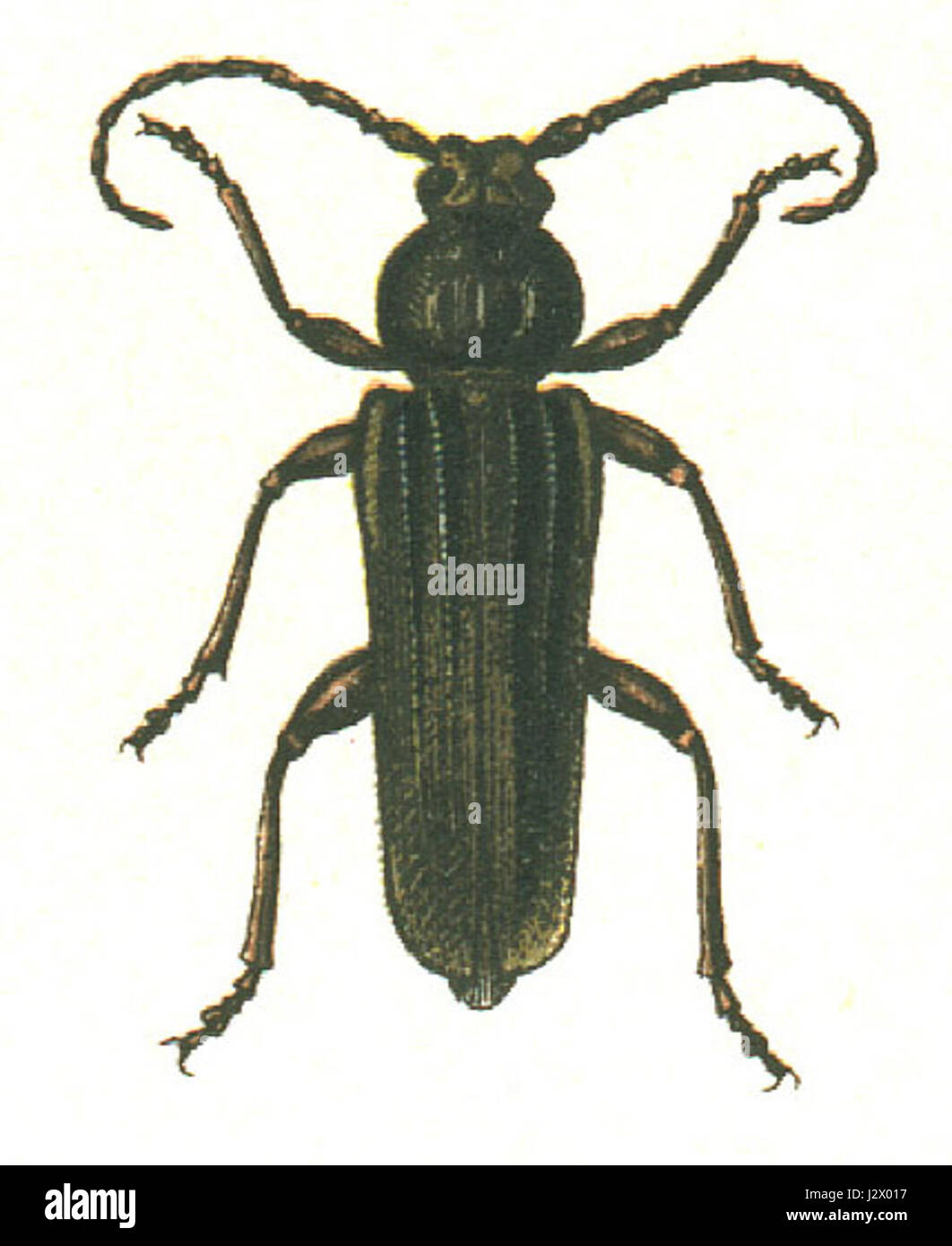 Arhopalus rusticus hi-res stock photography and images - Alamy