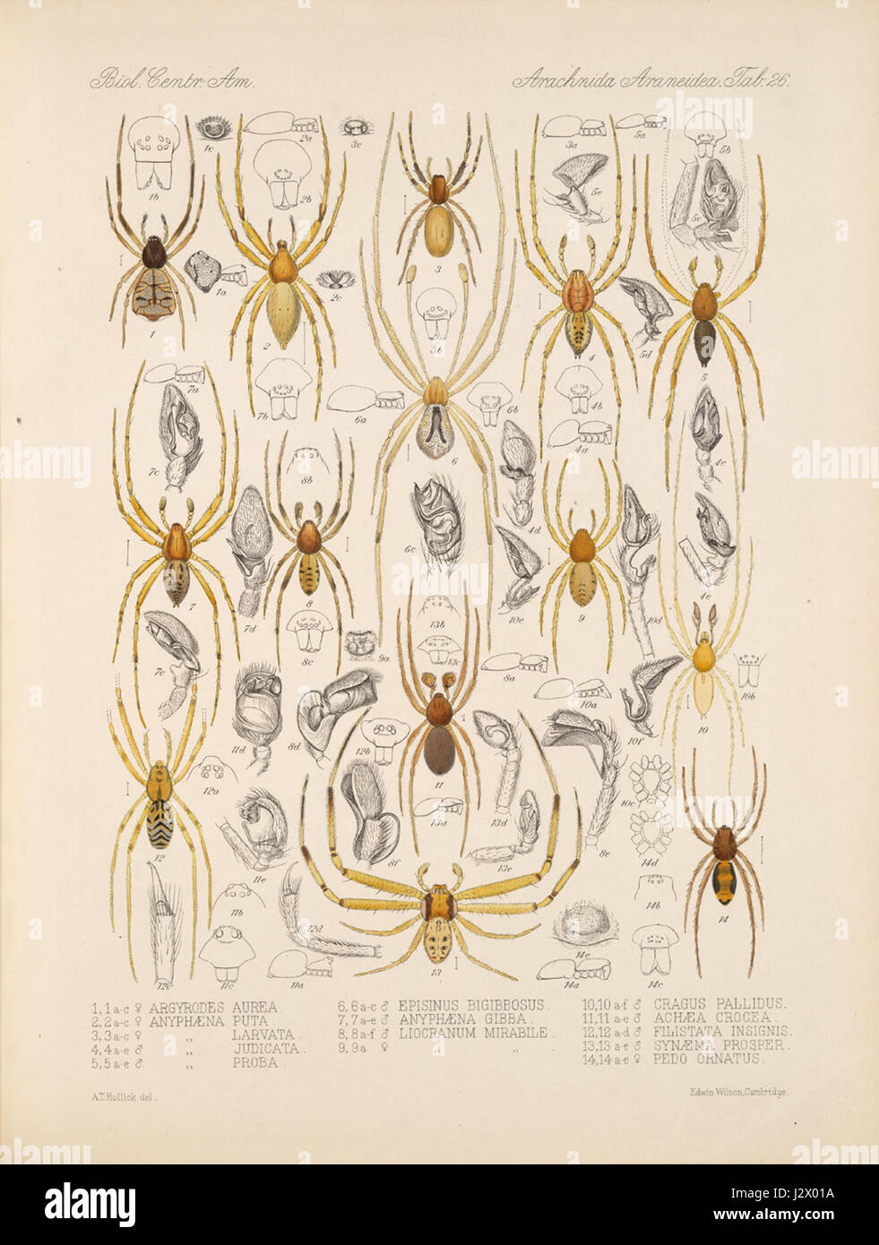 Arachnida Araneidea Vol 1 Table 26 is a detailed illustration from a ...