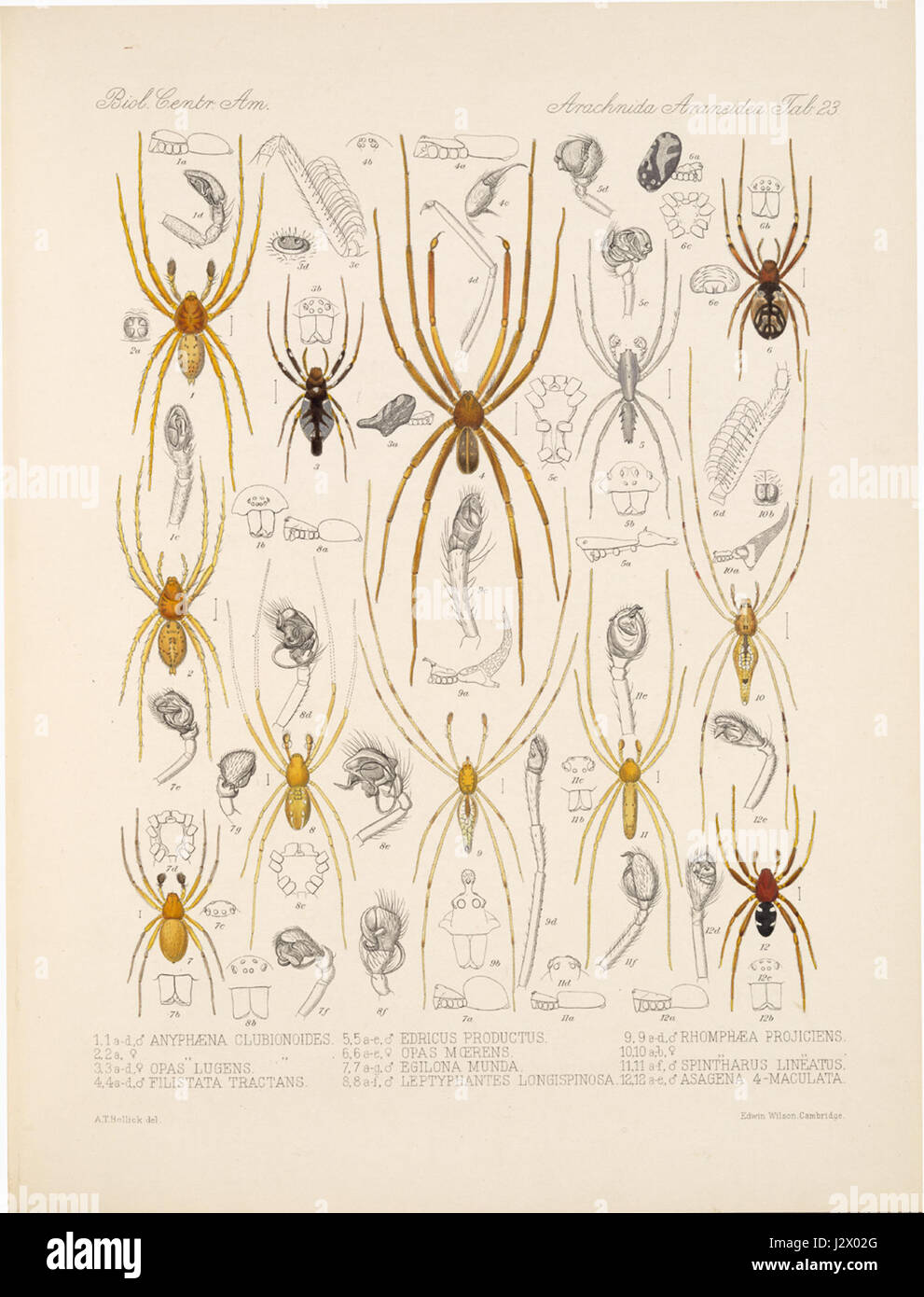 This table in 'Arachnida Araneidea Vol 1' presents a detailed ...