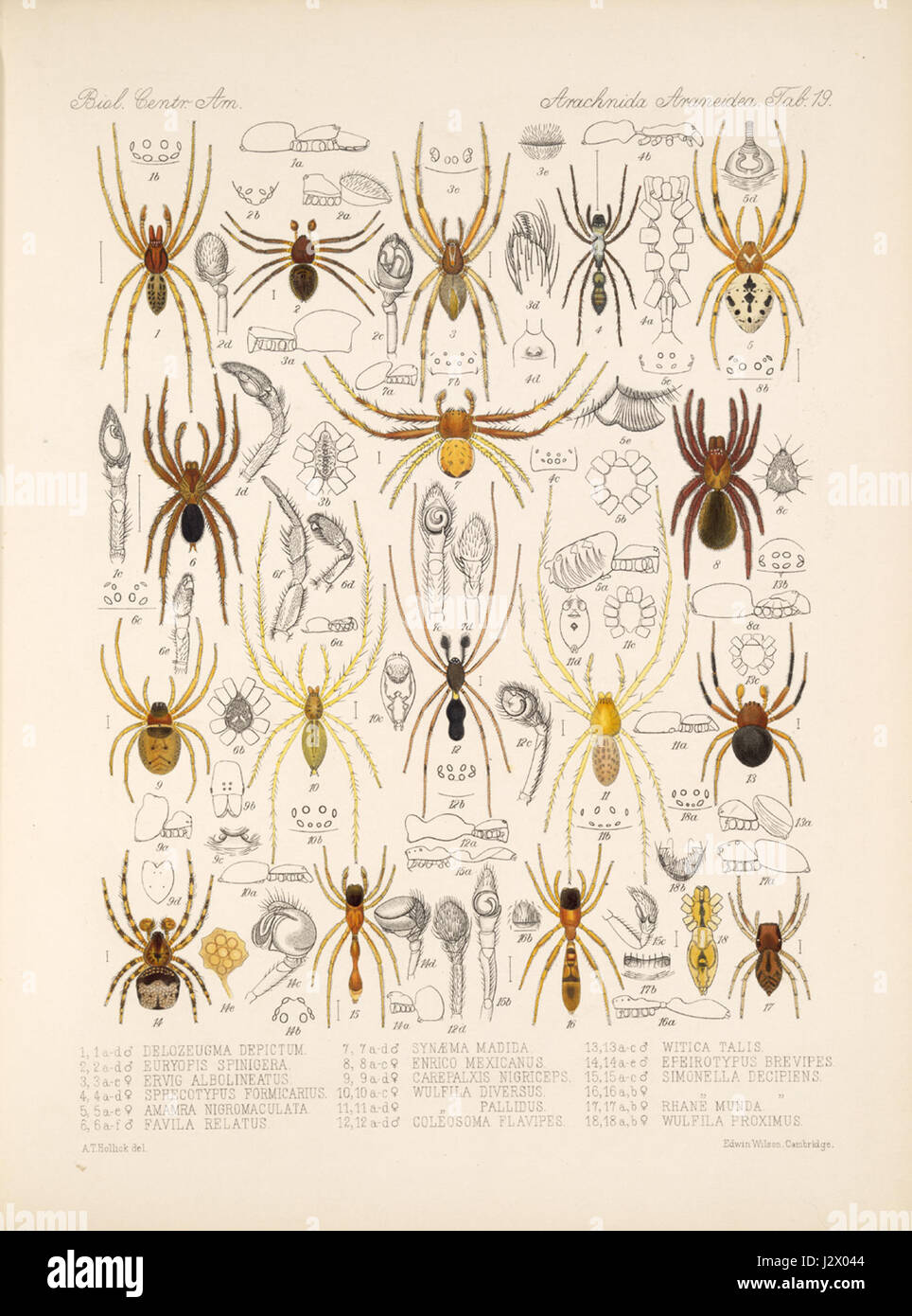 This title refers to a table (likely a diagram or classification) from ...