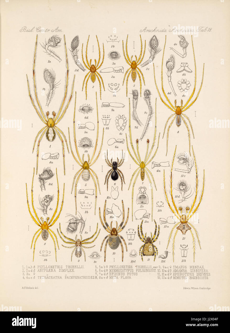An illustration from 'Arachnida Araneidea,' Volume 1, showcasing ...