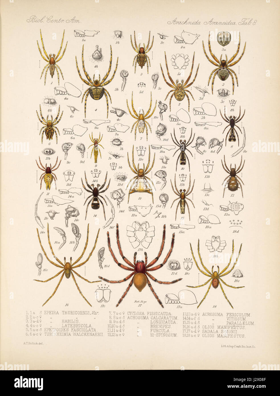 This is a detailed illustration from 'Arachnida Araneidea Vol 1 ...