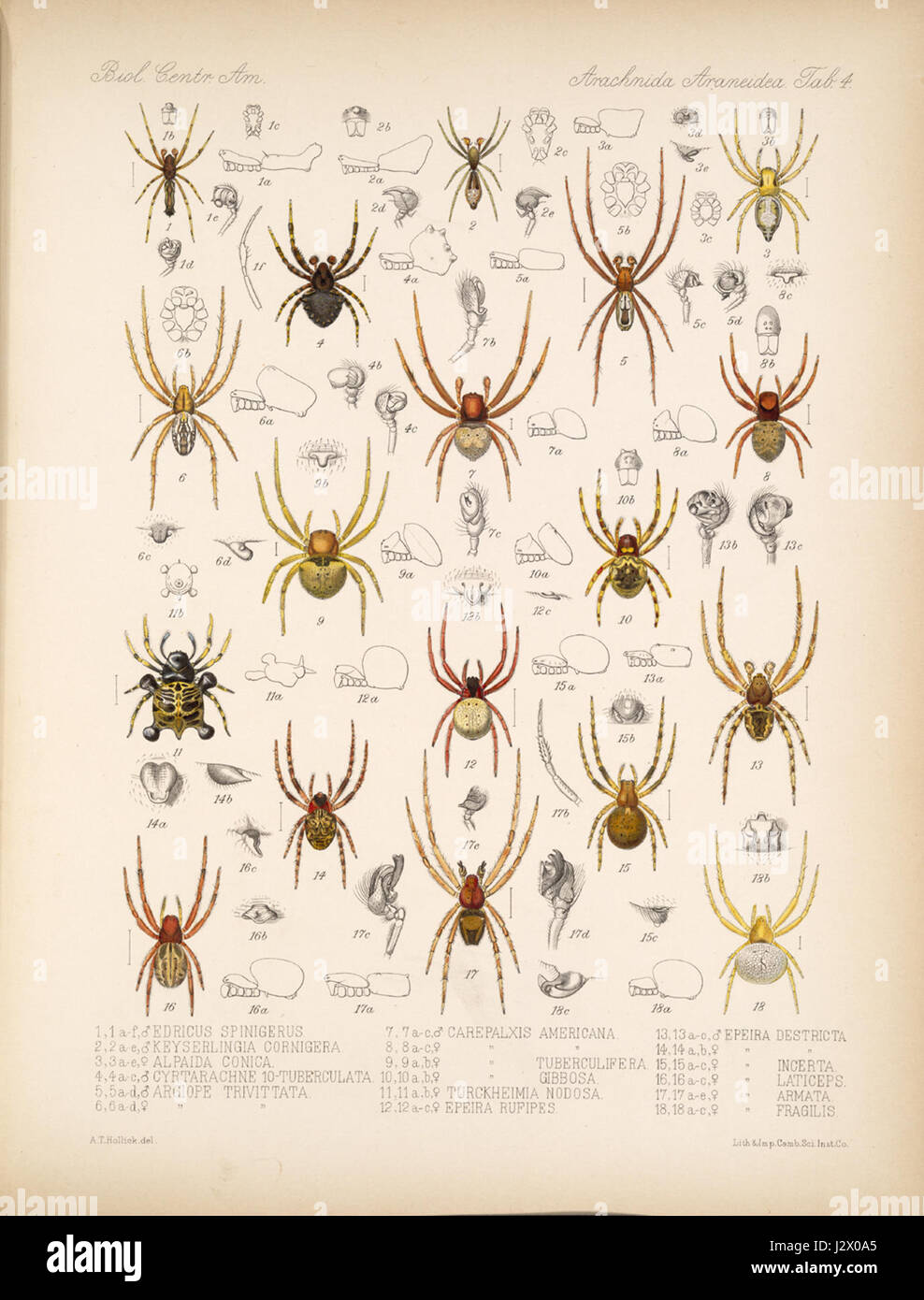 Arachnida Araneidea Vol 1 Table 4 Stock Photo - Alamy