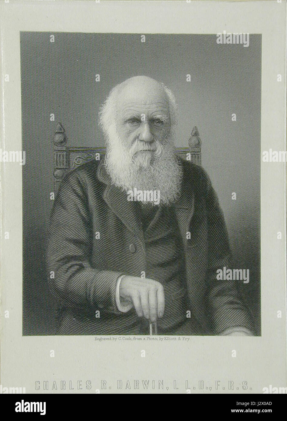 Darwin Engraving High Resolution Stock Photography and Images - Alamy