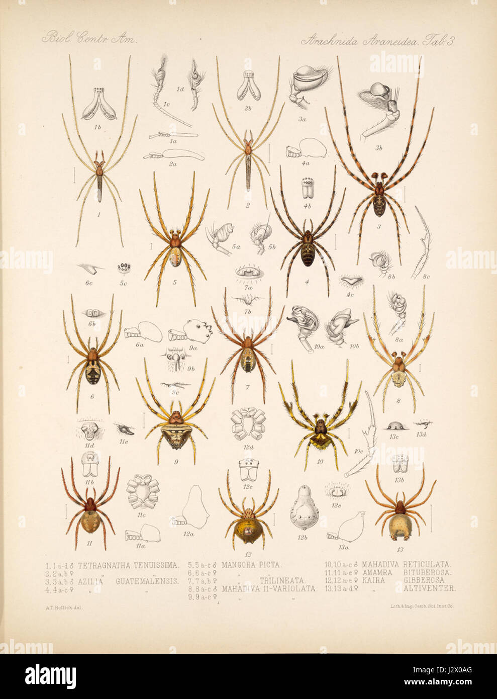Arachnida Araneidea Vol 1 Table 3 Stock Photo - Alamy