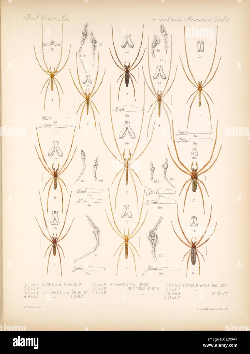 'Arachnida Araneidea Vol 1 Table 26' is a detailed illustration from a ...