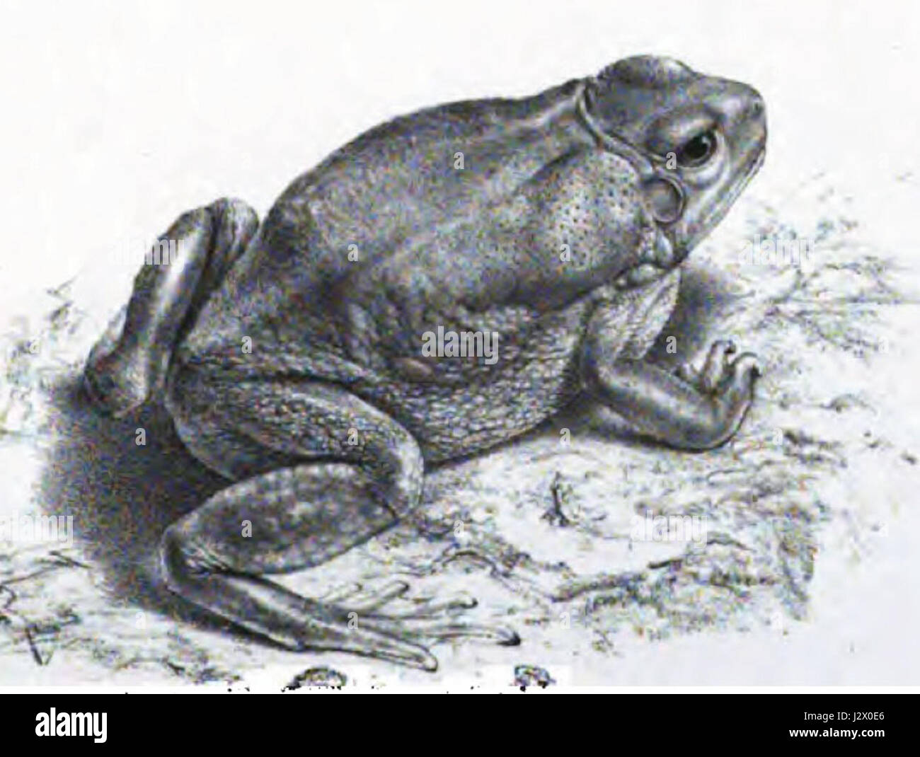 Olive coloration hi-res stock photography and images - Alamy