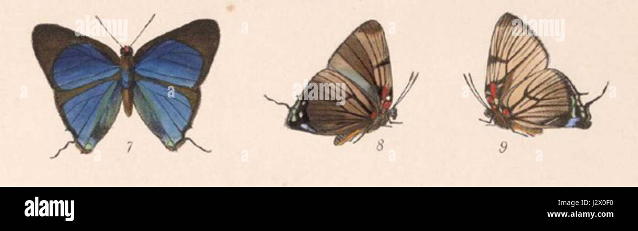 Brangas coccineifrons is a species known for its distinctive ...