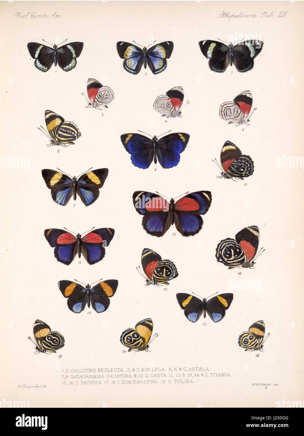 Bccat25 is likely a catalog reference number or a specific document ...