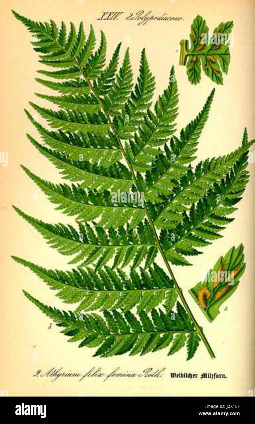 Athyrium filix-femina Folia Stock Photo - Alamy