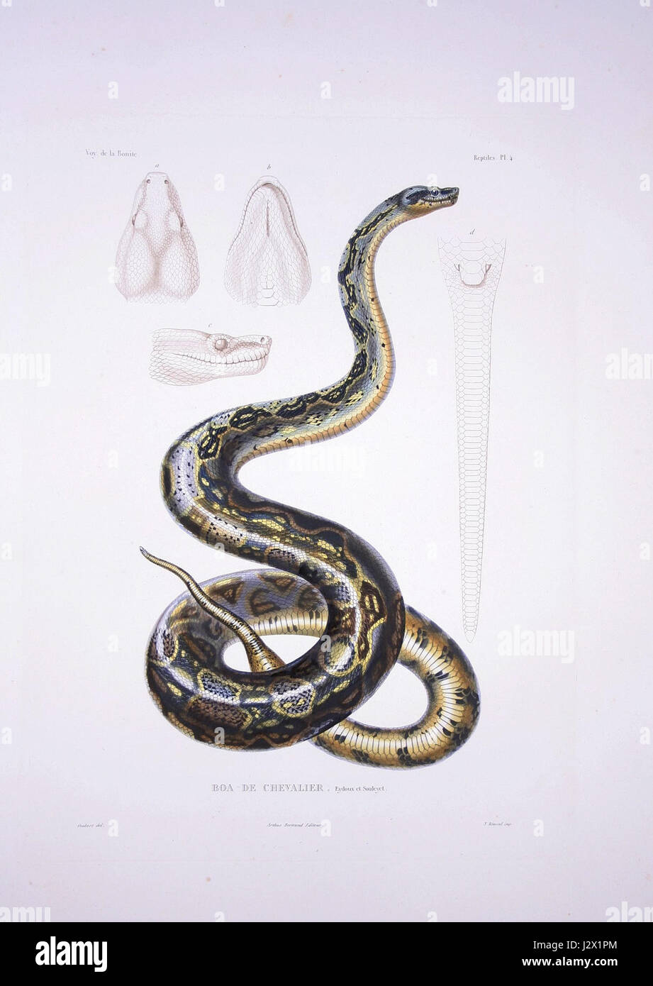 This image depicts a Boa Constrictor Eques, a subspecies of the Boa ...