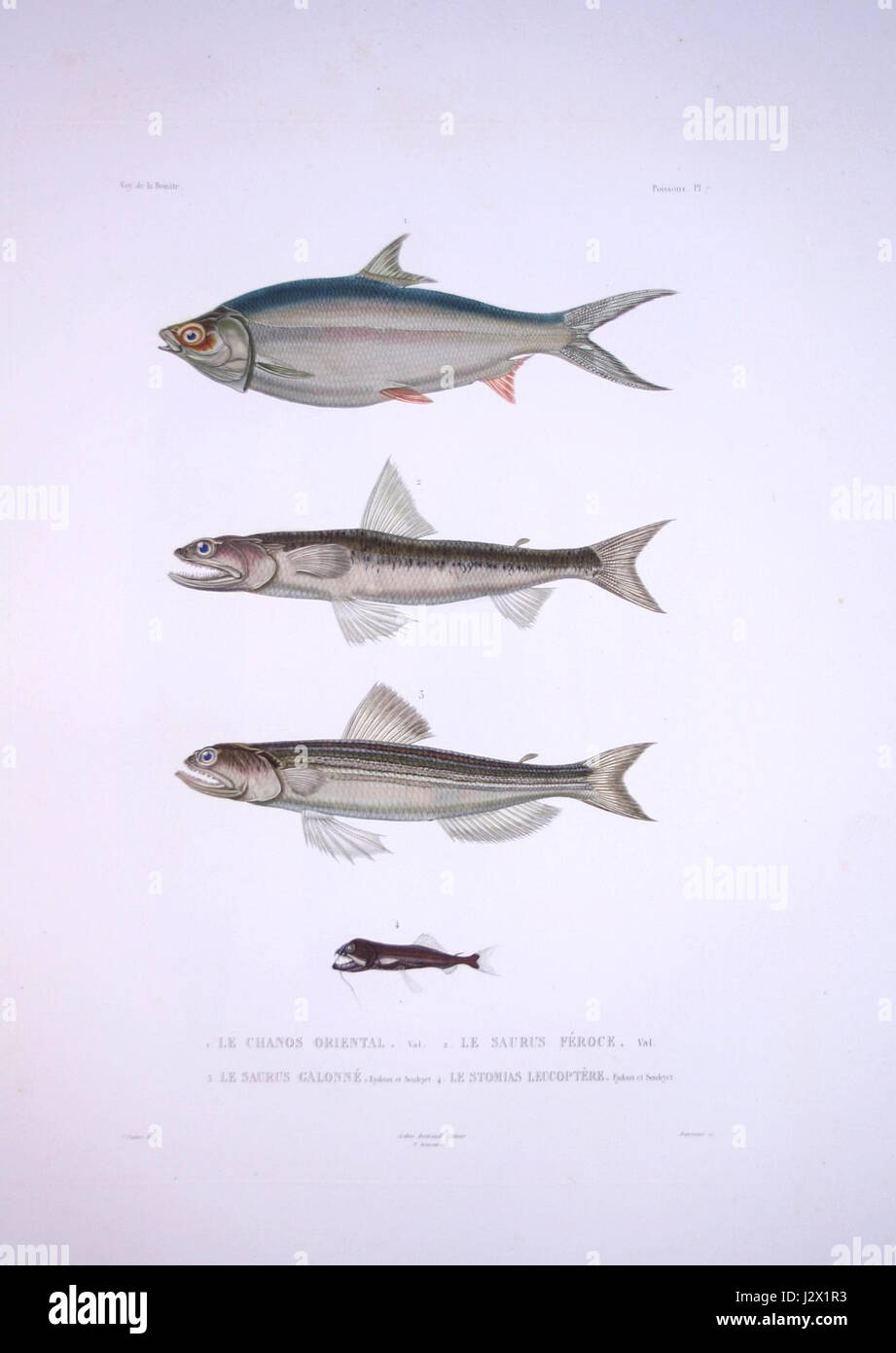 Bonite hi-res stock photography and images - Alamy