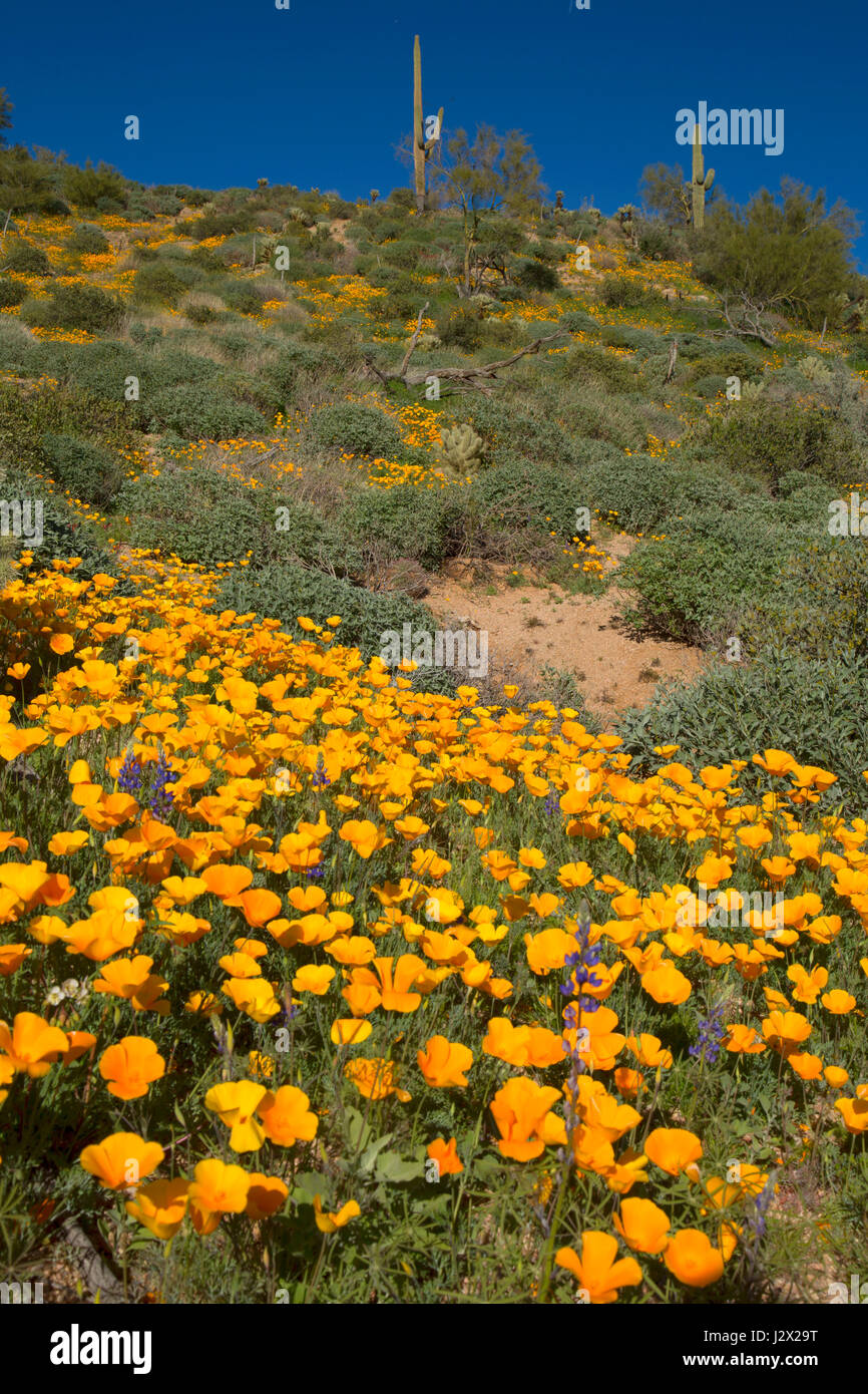 Mexican poppies above Barlett Reservoir, Tonto National Forest, Arizona ...