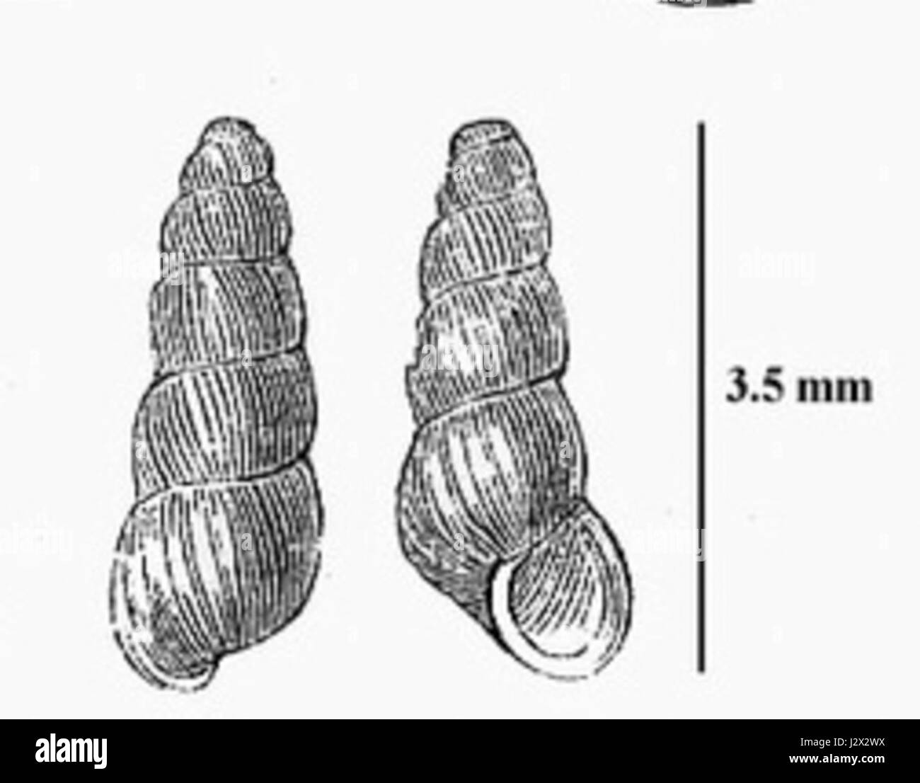 Acicula fusca hi-res stock photography and images - Alamy