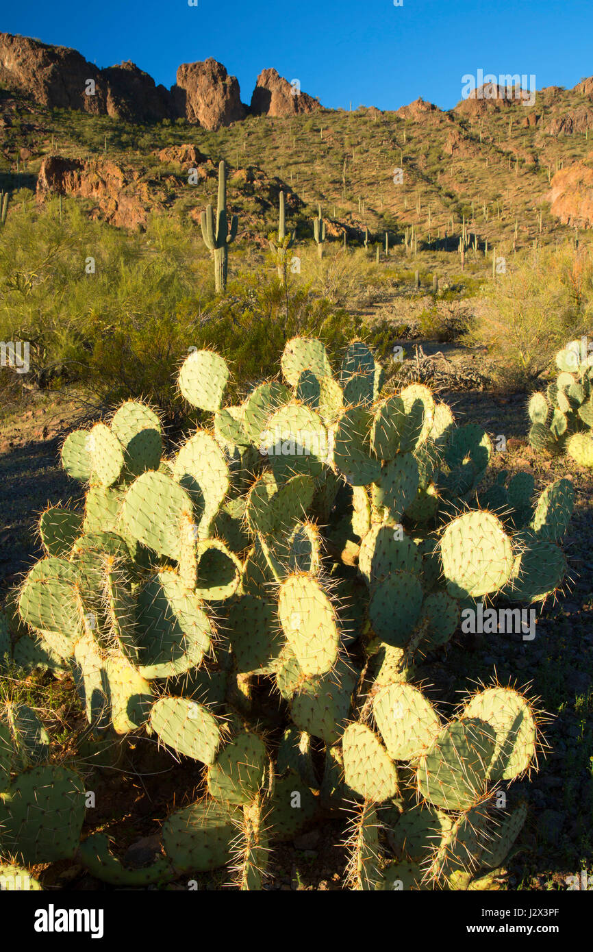 Prickly pear cactus arizona hi-res stock photography and images - Alamy