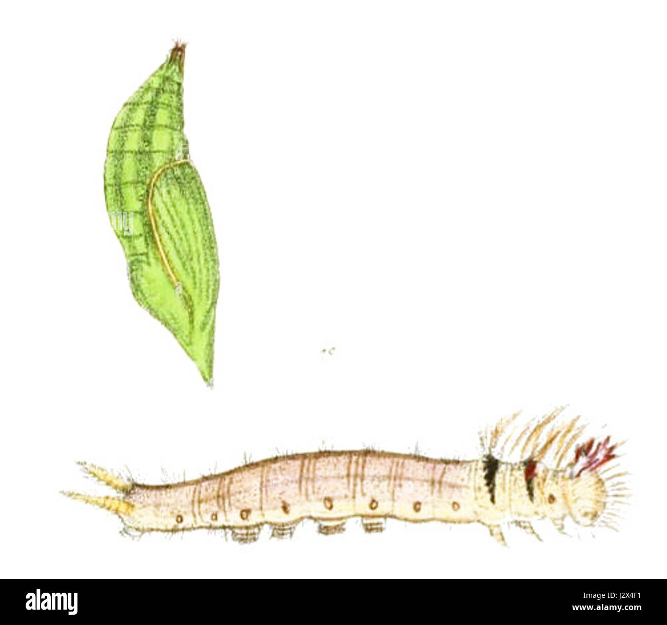 Scientific study on classification Cut Out Stock Images & Pictures - Alamy