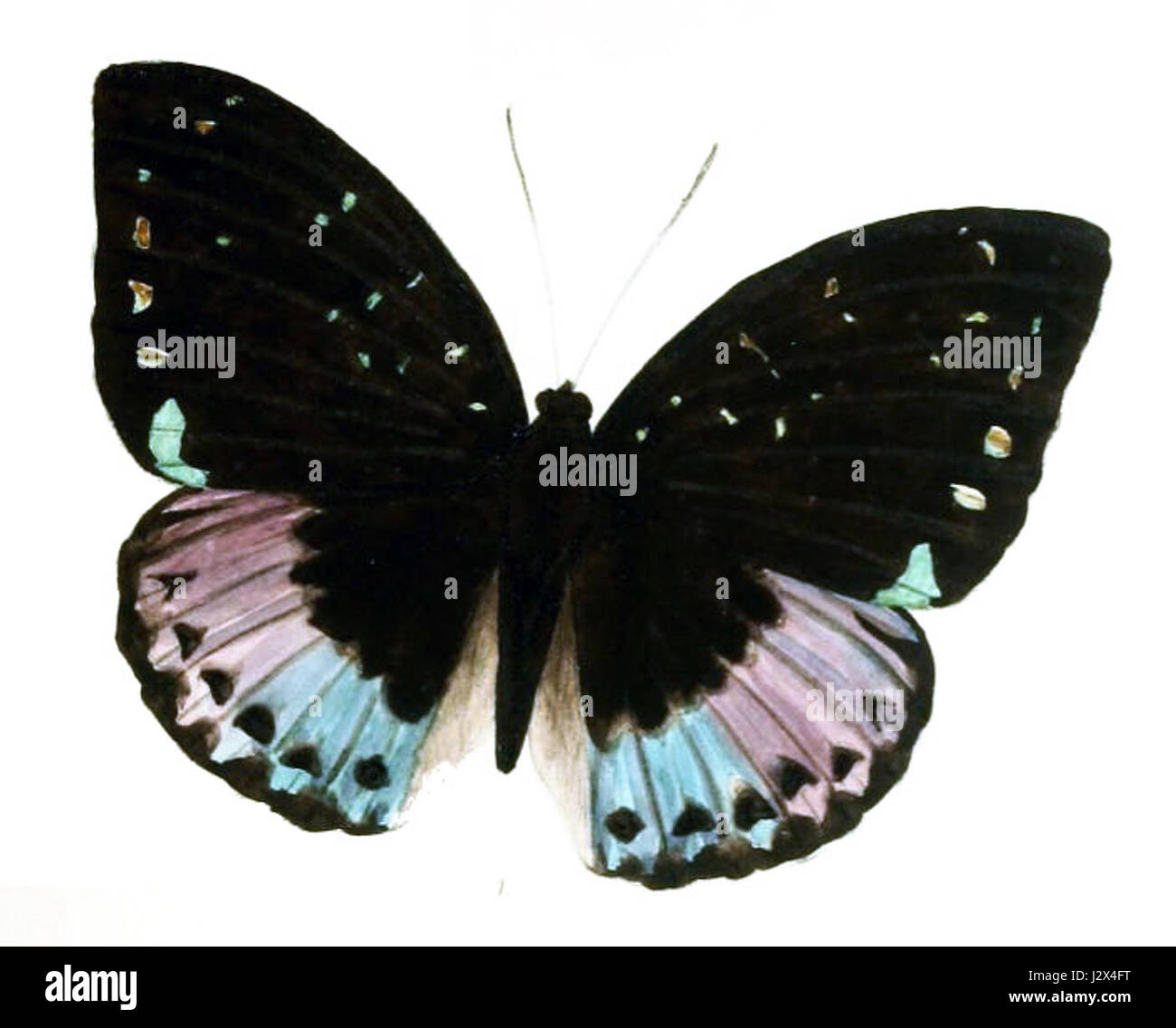 Species particular Cut Out Stock Images & Pictures - Alamy