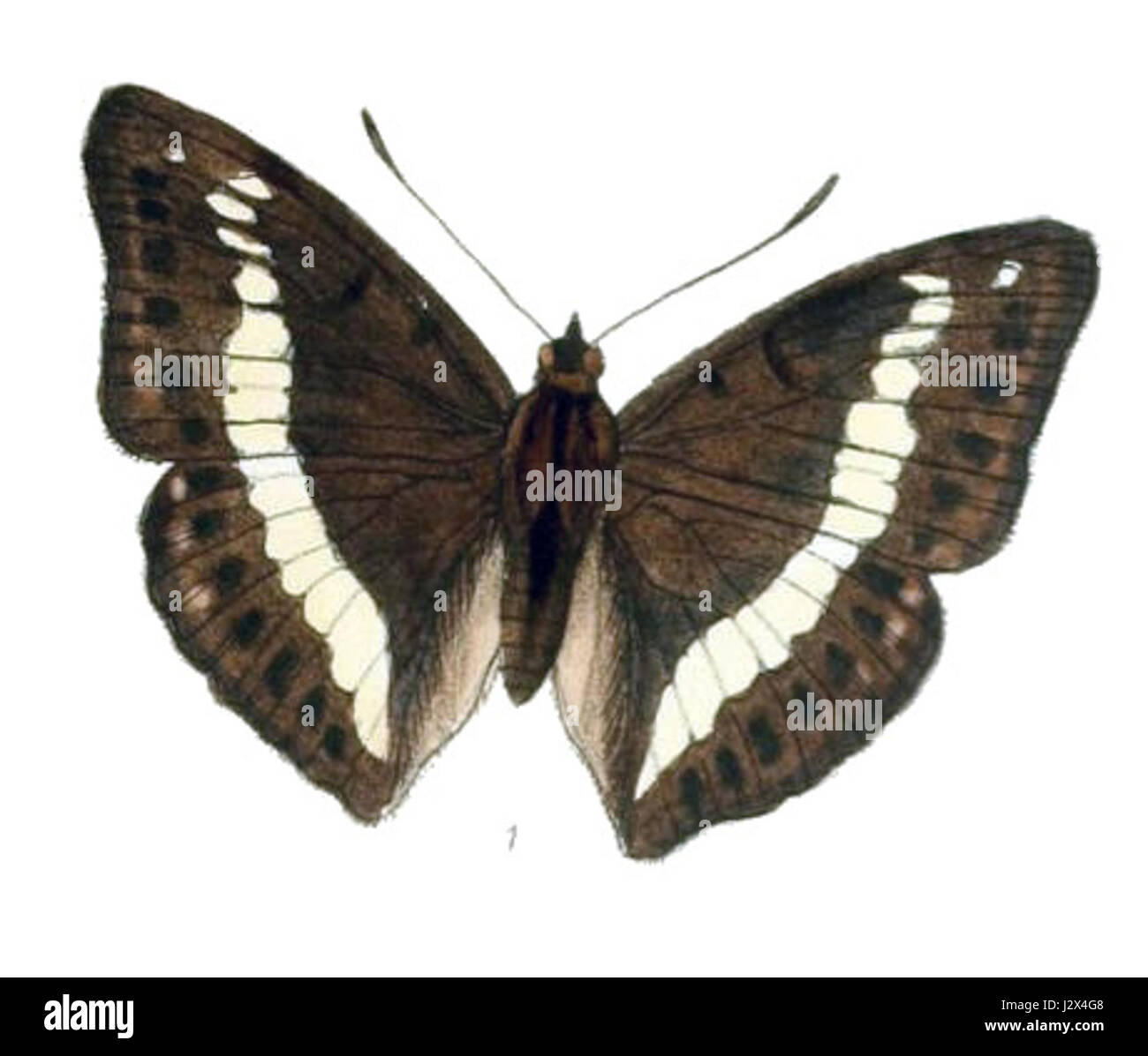 Literary themes Cut Out Stock Images & Pictures - Alamy