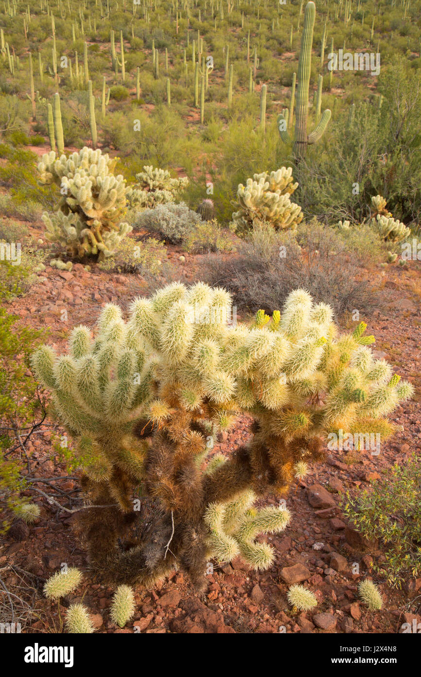 Cholla, Ironwood Forest National Monument, Arizona Stock Photo - Alamy