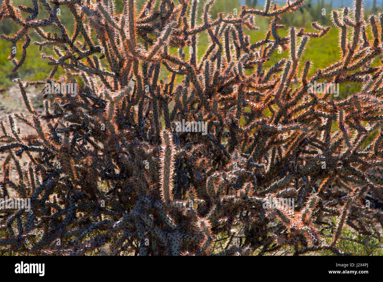 Buckhorn cholla cylindropuntia acanthocarpa tucson hi-res stock ...
