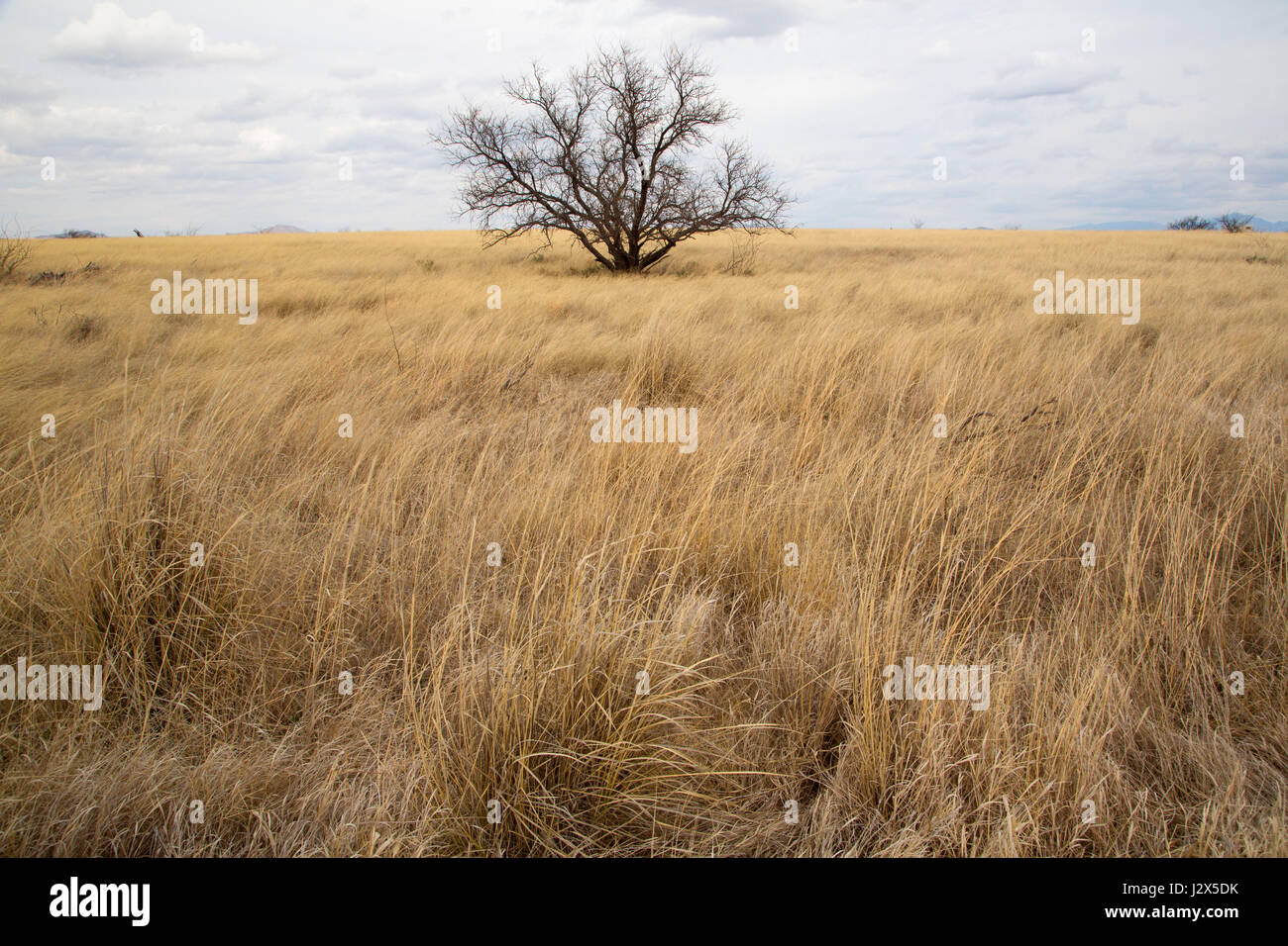 Grassland conservation hi-res stock photography and images - Alamy