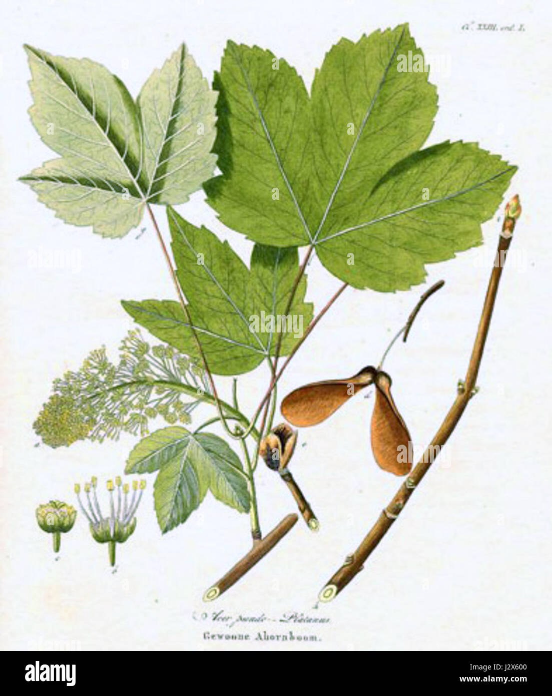 Sycamore trees acer pseudoplatanus hi-res stock photography and images ...