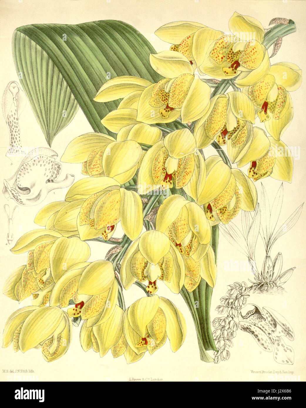 Acineta densa, a species of orchid, was featured in Curtis' Botanical ...