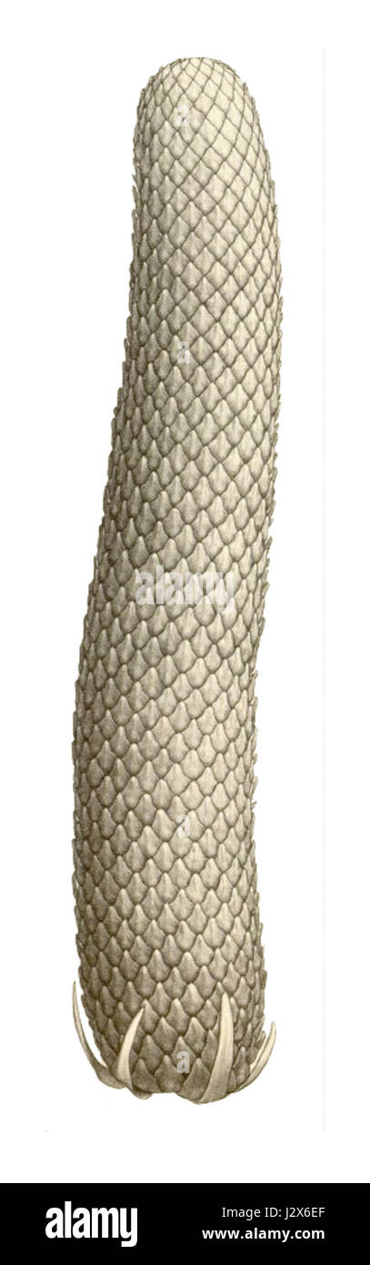 Conifer species identification Cut Out Stock Images & Pictures - Alamy