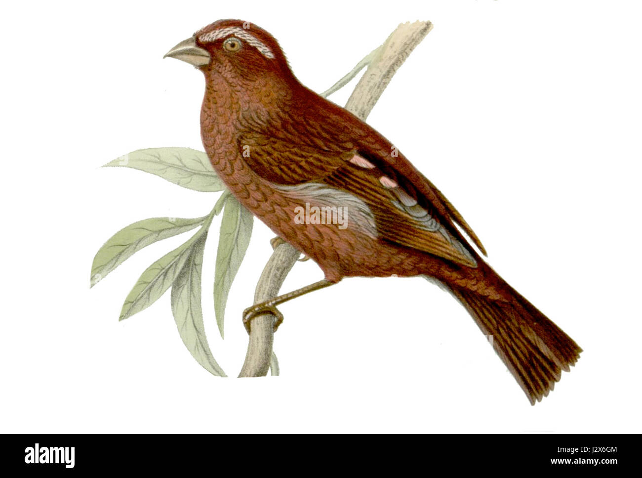 Species in avian research Cut Out Stock Images & Pictures - Alamy