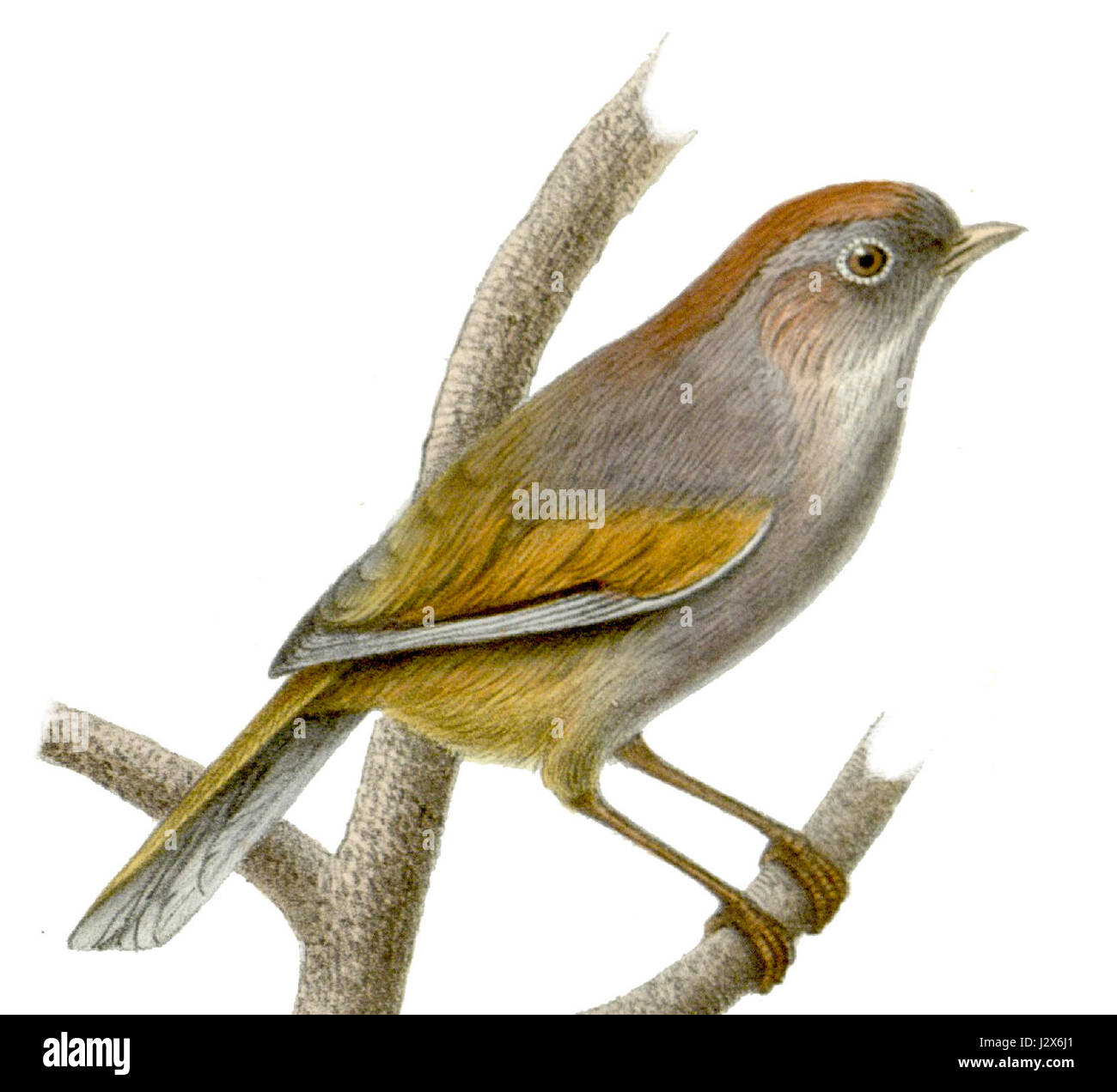 Alcippe hi-res stock photography and images - Alamy